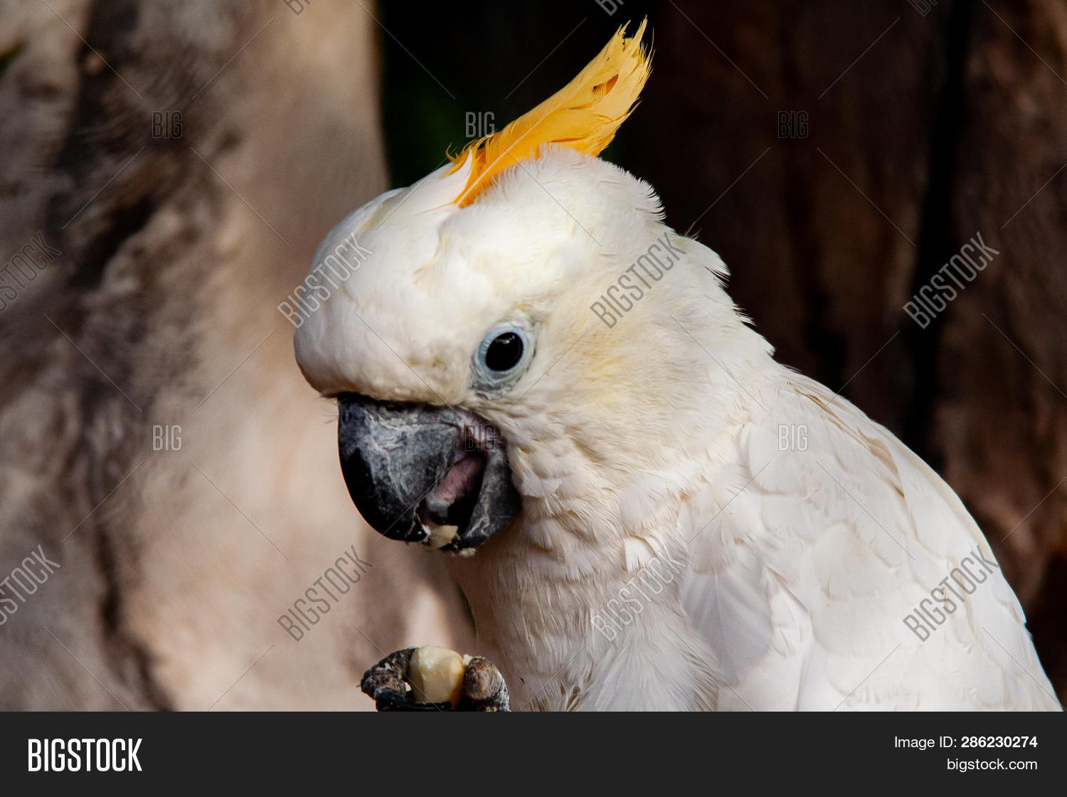 Close Cockatoo Who Image & Photo (Free Trial) | Bigstock