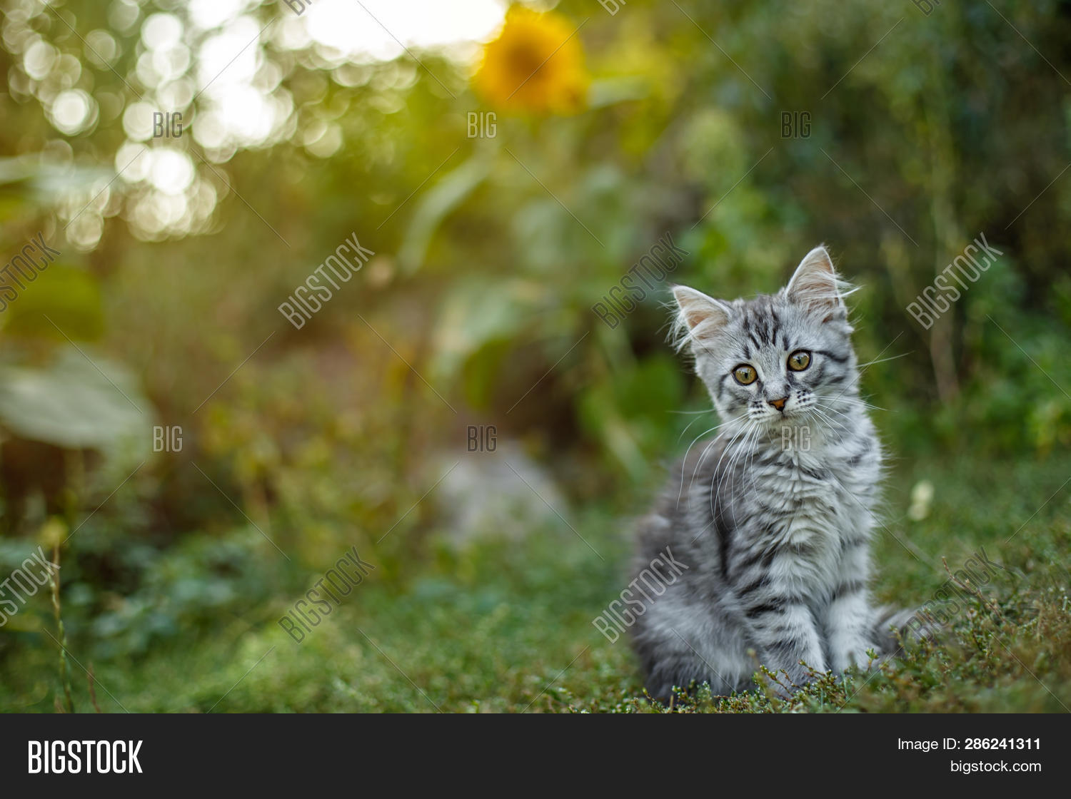 Little Gray Scared Image & Photo (Free Trial) | Bigstock