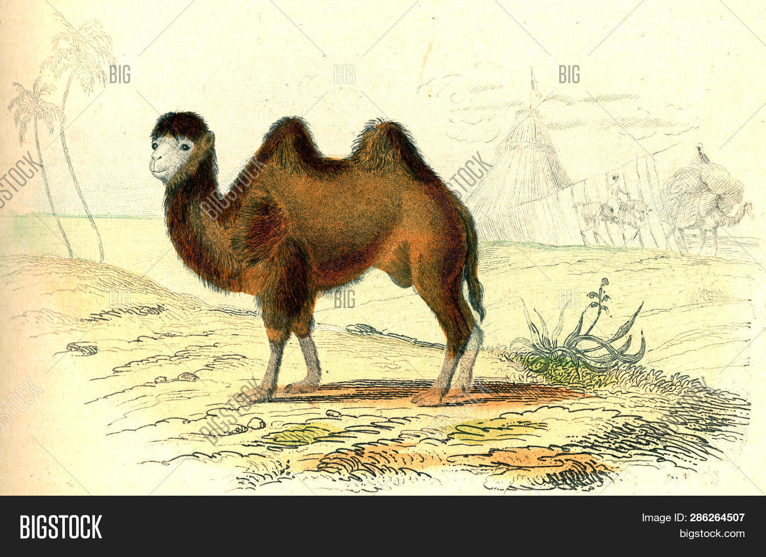 Camel, Vintage Image & Photo (Free Trial) | Bigstock