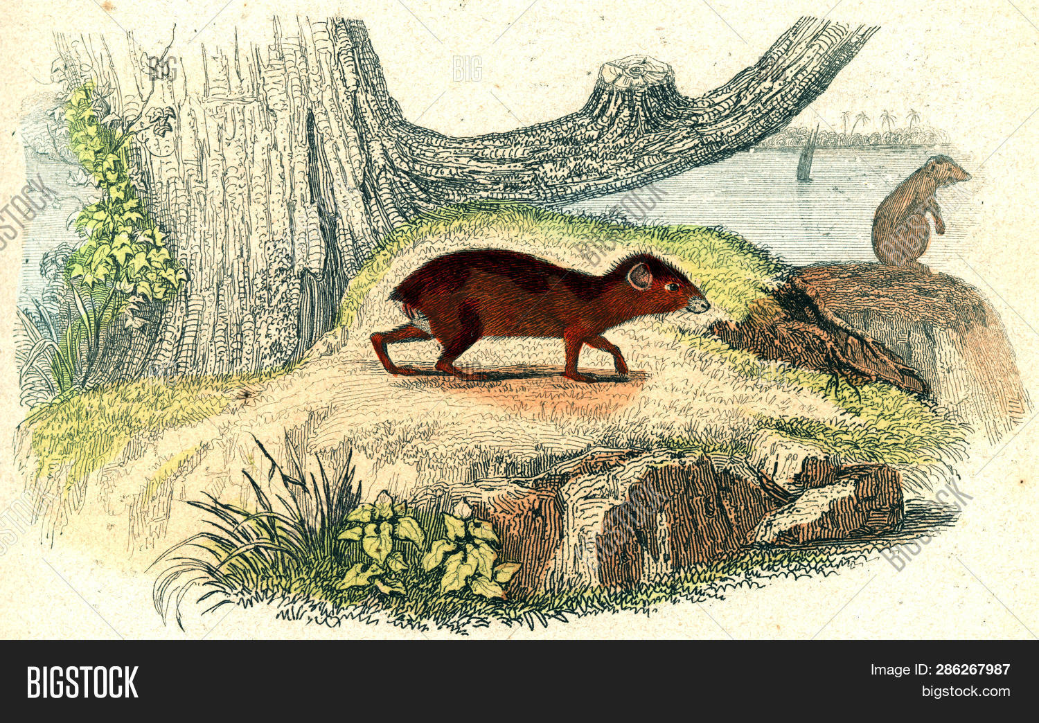 Agouti, Vintage Image & Photo (Free Trial) | Bigstock