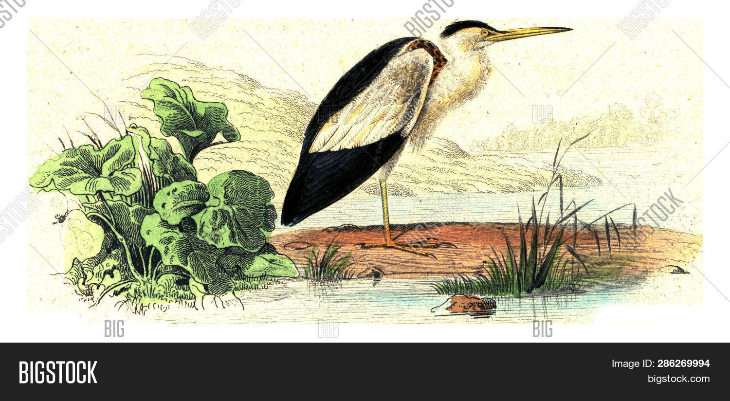 Bittern, Vintage Image & Photo (Free Trial) | Bigstock