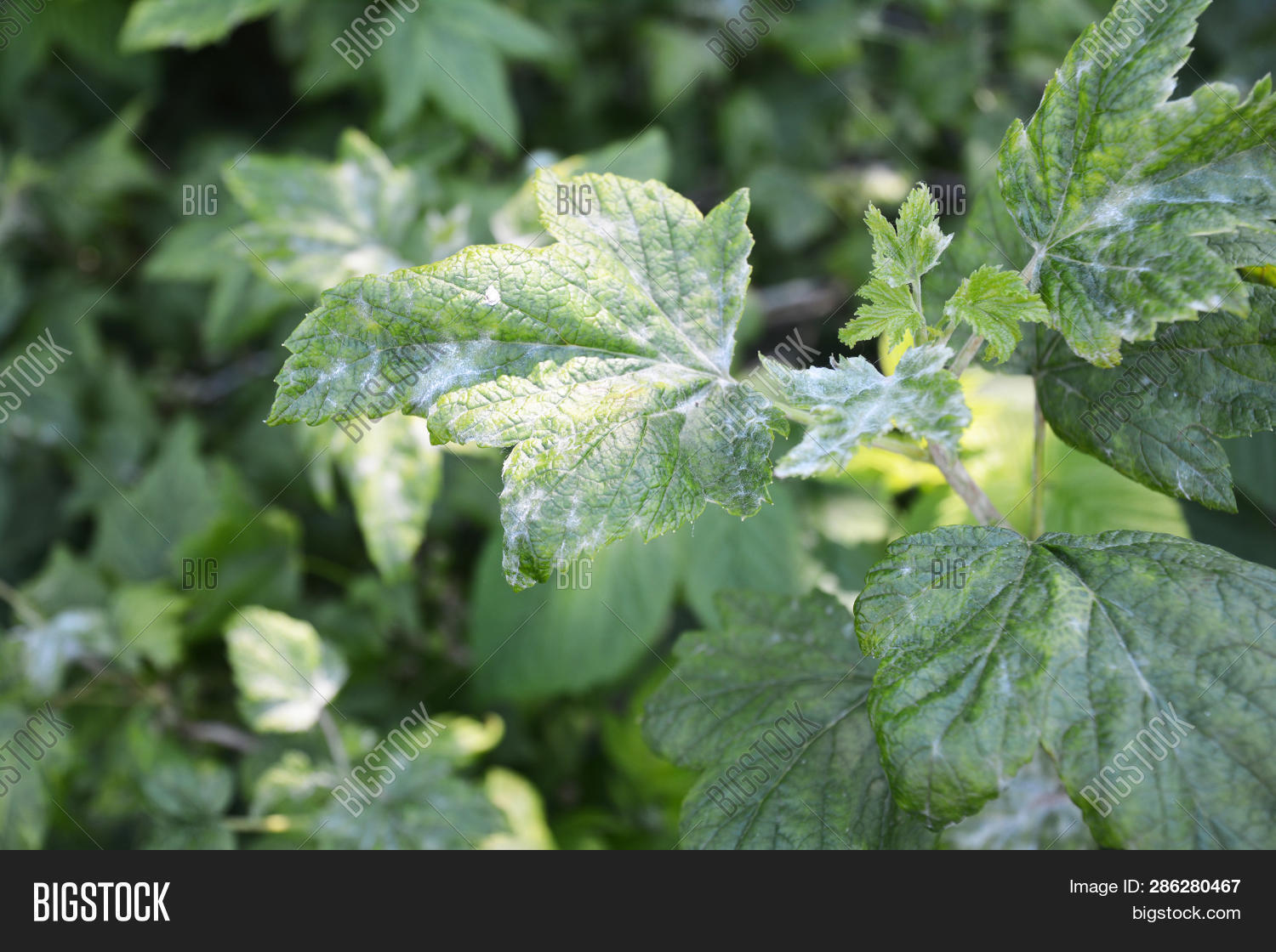 Black Currant Diseases Image & Photo (Free Trial) | Bigstock