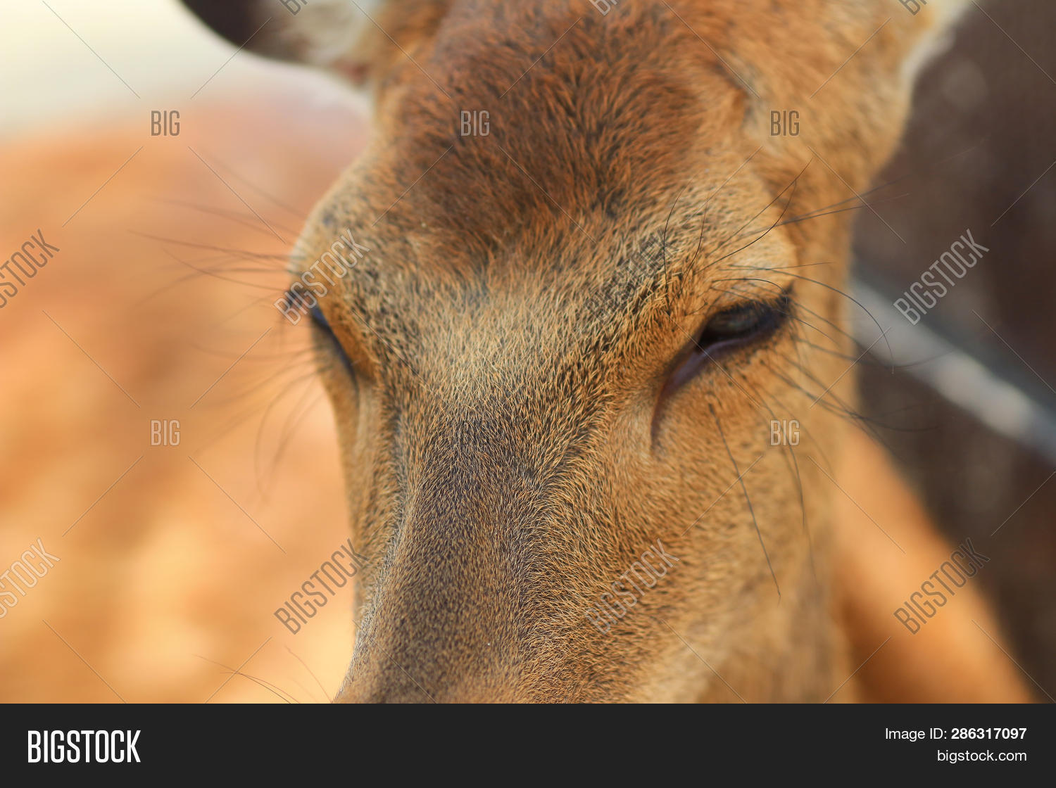Torii Miyajima Deer Image & Photo (Free Trial) | Bigstock
