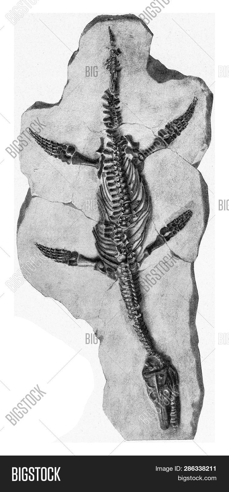 Plesiosaur, Vintage Image & Photo (Free Trial) | Bigstock