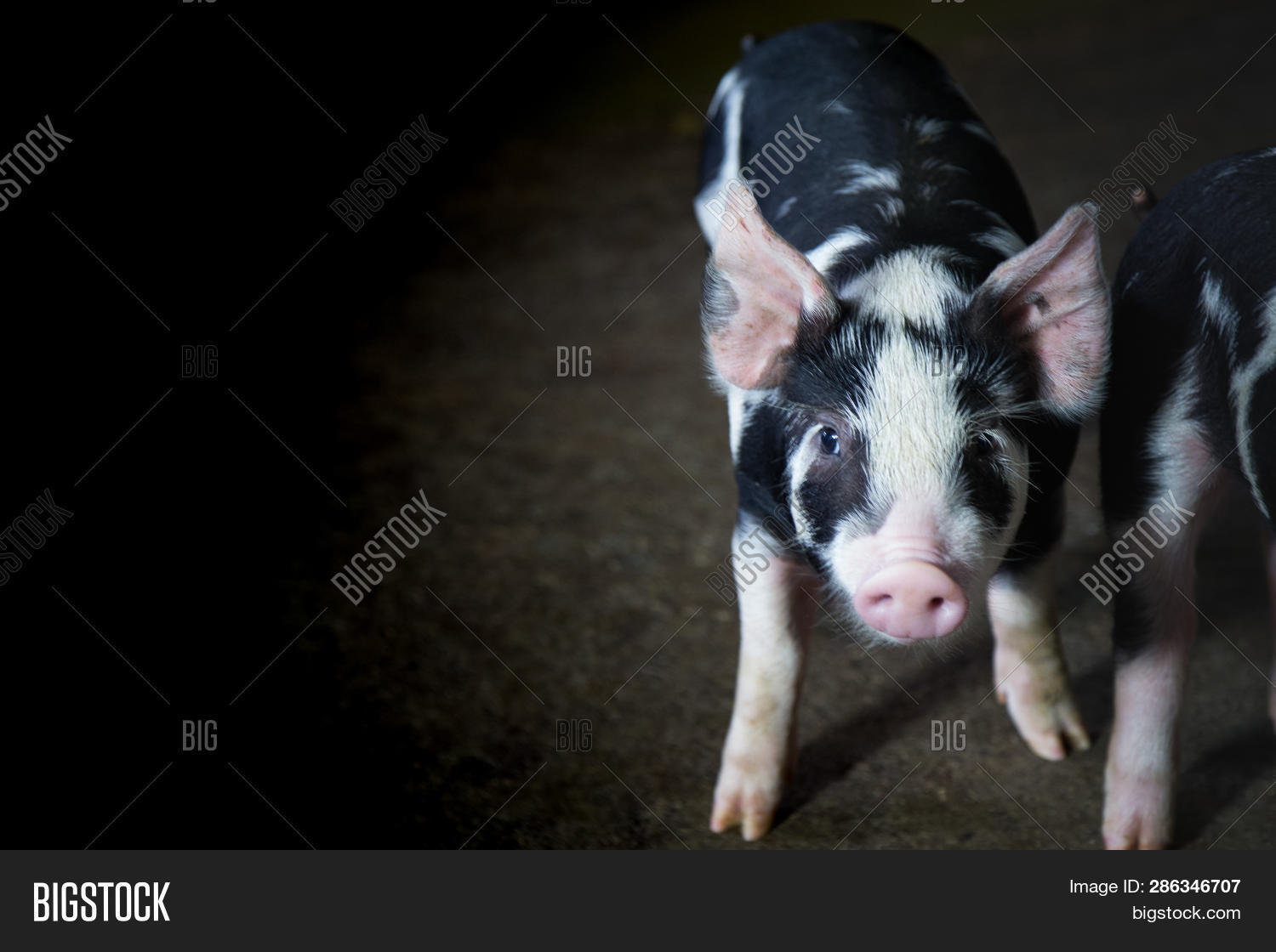 Imagen y foto Berkshire Pig (prueba gratis) | Bigstock