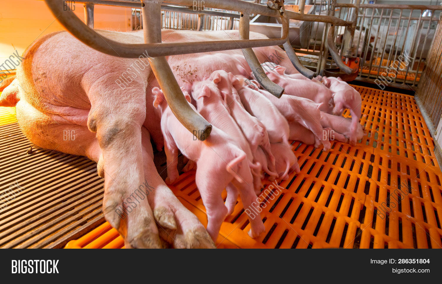 Swine Farming - Parent Image & Photo (Free Trial) | Bigstock
