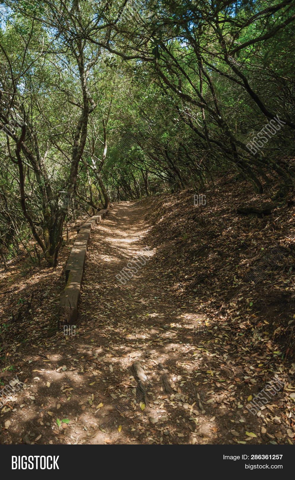 Dirt Path Forest Amid Image & Photo (Free Trial) | Bigstock