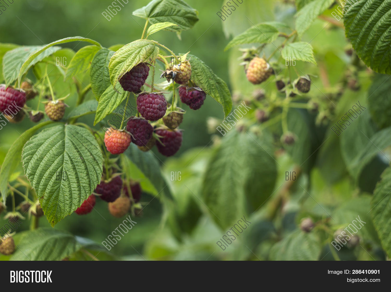 Ripe Red Raspberry Image & Photo (Free Trial) | Bigstock