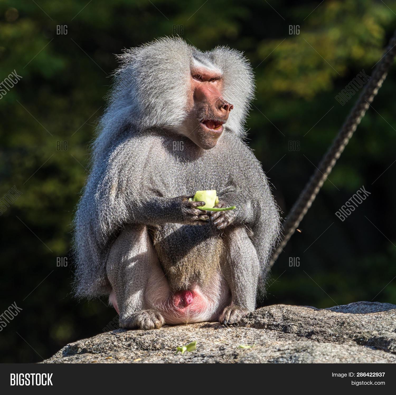 Hamadryas Baboon, Image & Photo (Free Trial) | Bigstock
