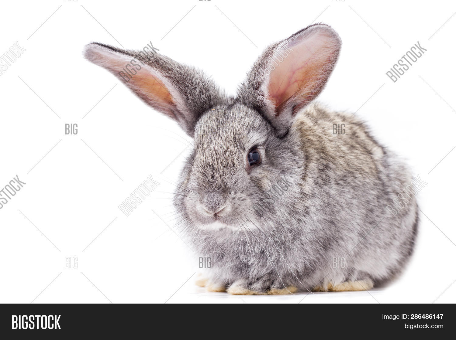 Grey Rabbit Isolate, Image & Photo (Free Trial) | Bigstock