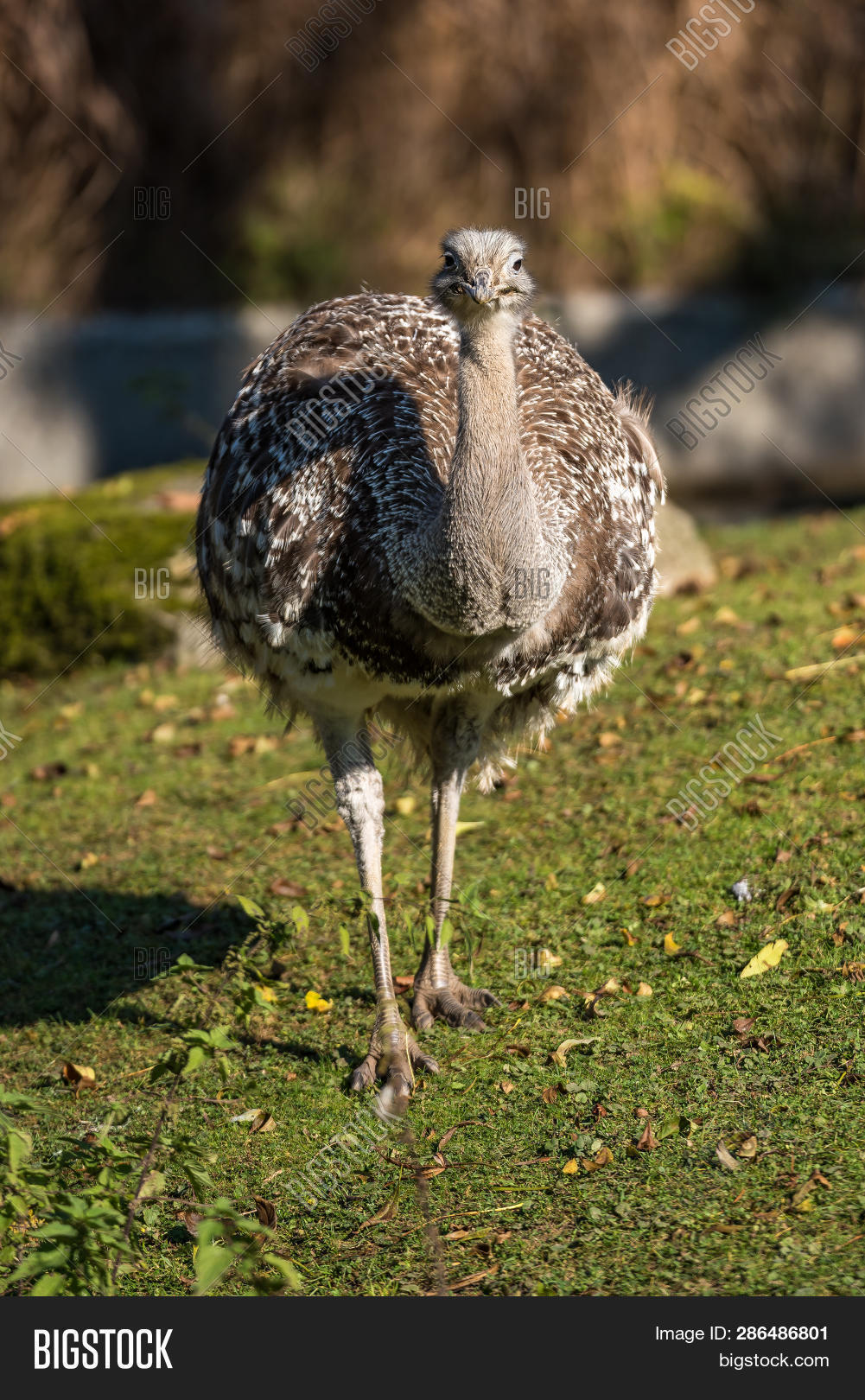 Darwin's Rhea, Rhea Image & Photo (Free Trial) | Bigstock