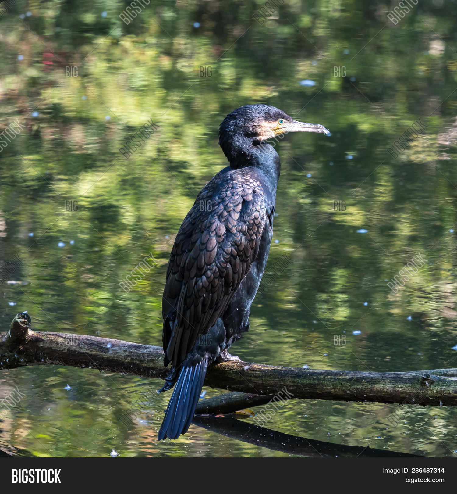 Great Cormorant, Image & Photo (Free Trial) | Bigstock