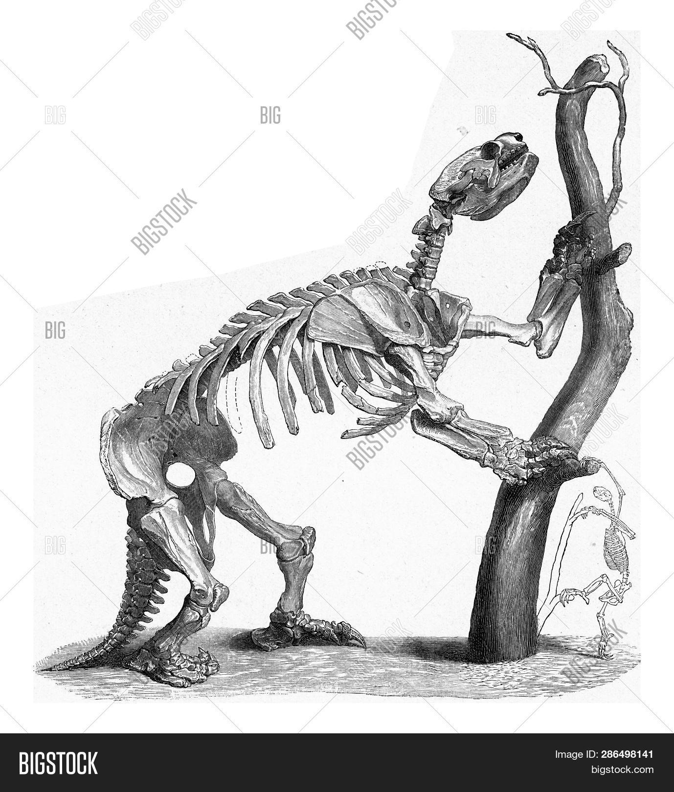 Skeleton Giant Lazy Image & Photo (Free Trial) | Bigstock