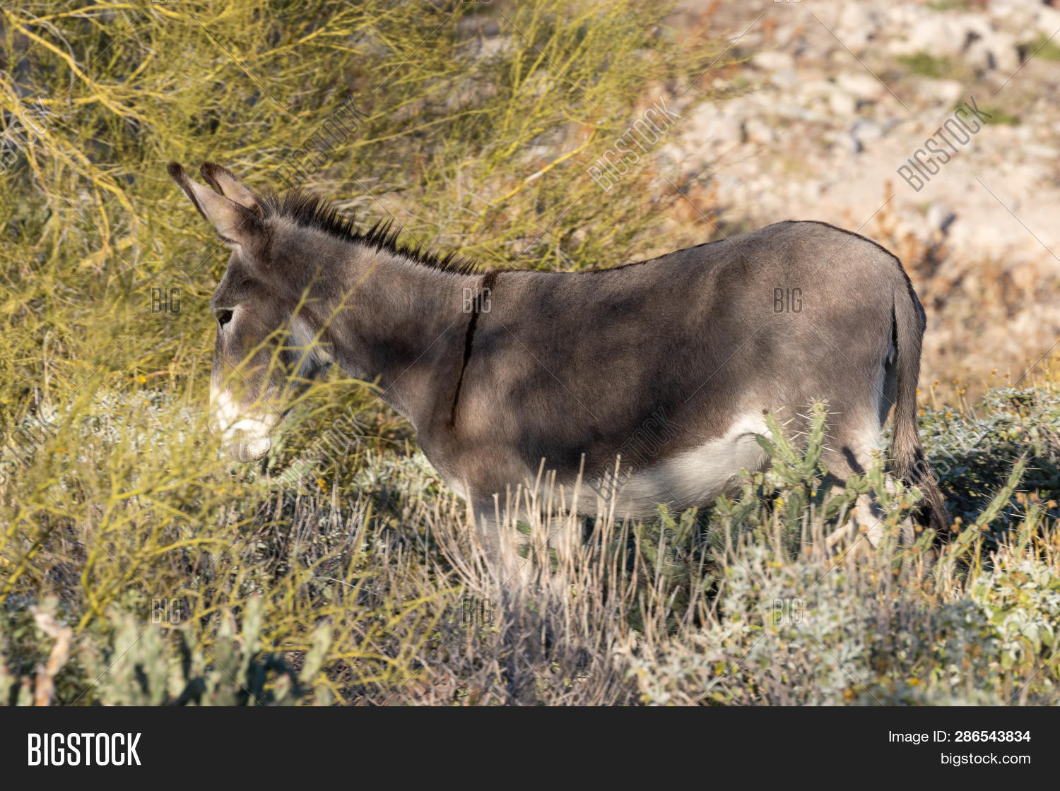 Cute Wild Burro Image & Photo (Free Trial) | Bigstock