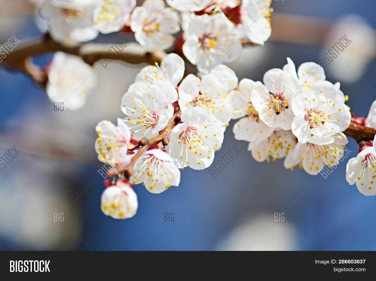 Flowering Branch Image & Photo (Free Trial) | Bigstock