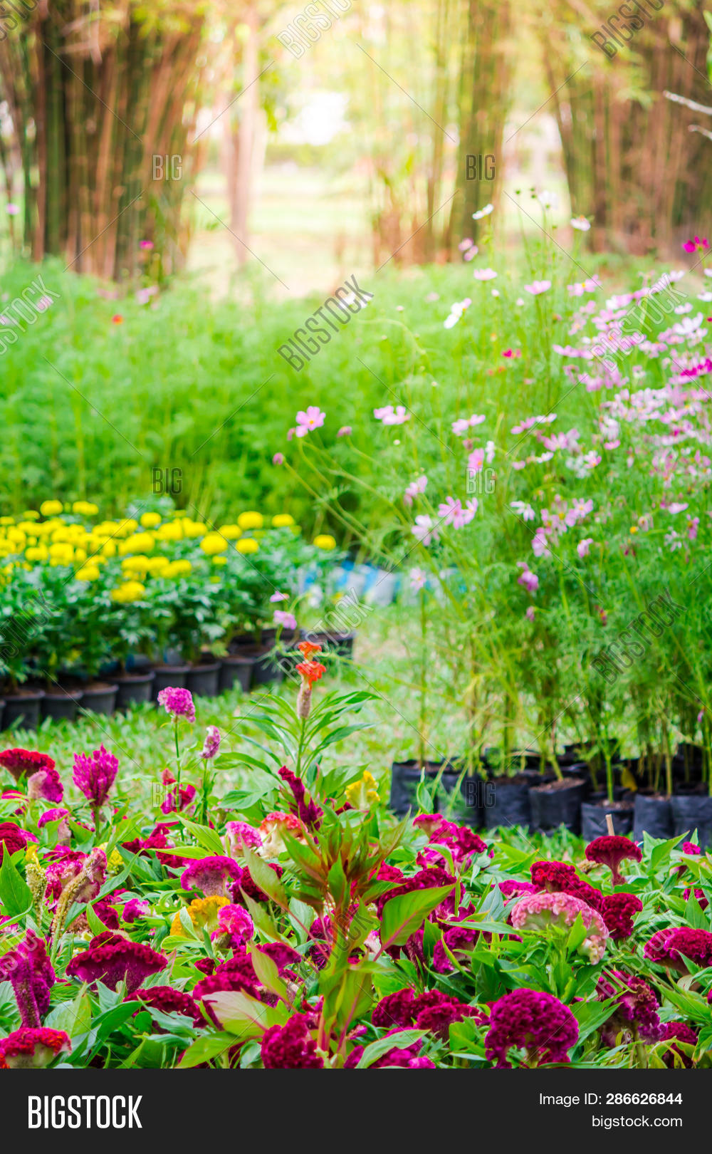 Cozy Home Flower Image & Photo (Free Trial) | Bigstock