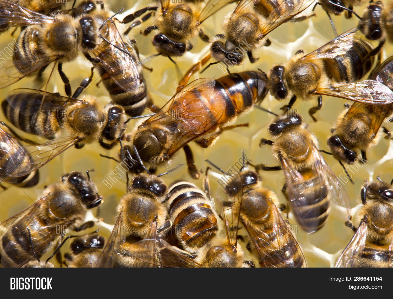 Queen Honey Bee Laying Eggs