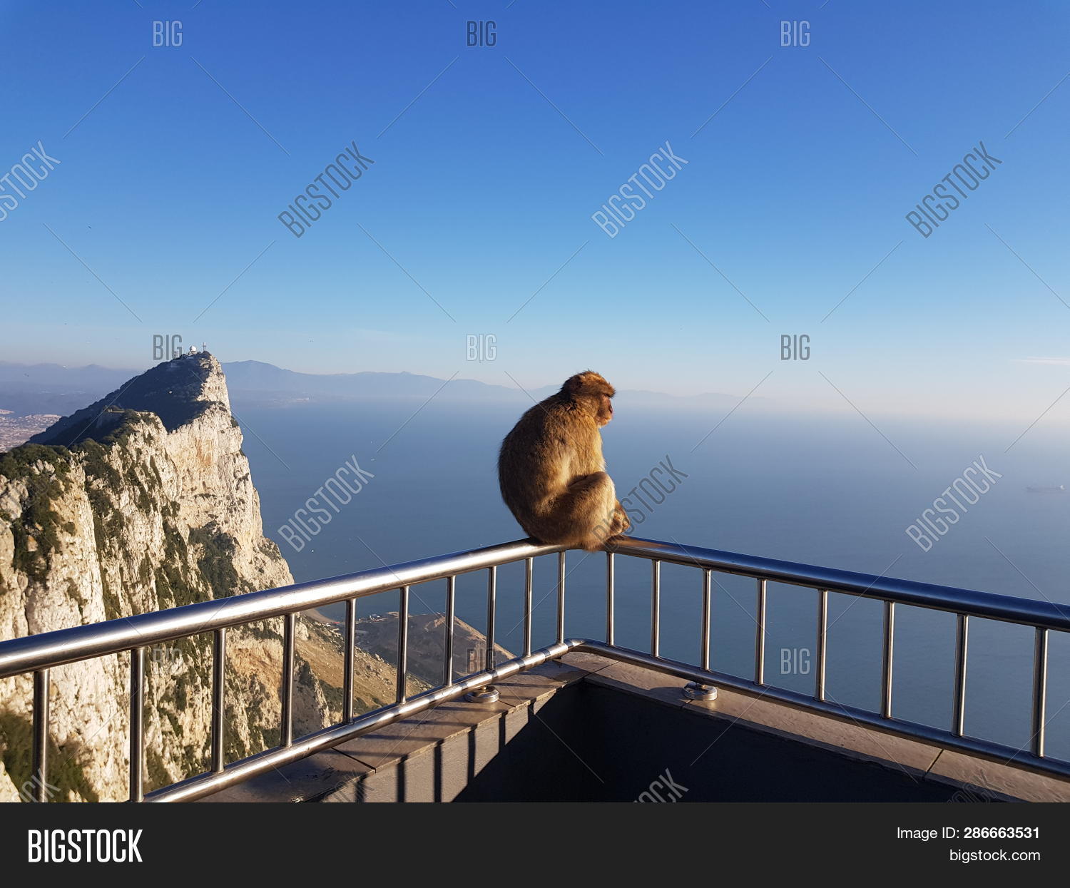 Magot Barbary Monkey Image & Photo (Free Trial) | Bigstock