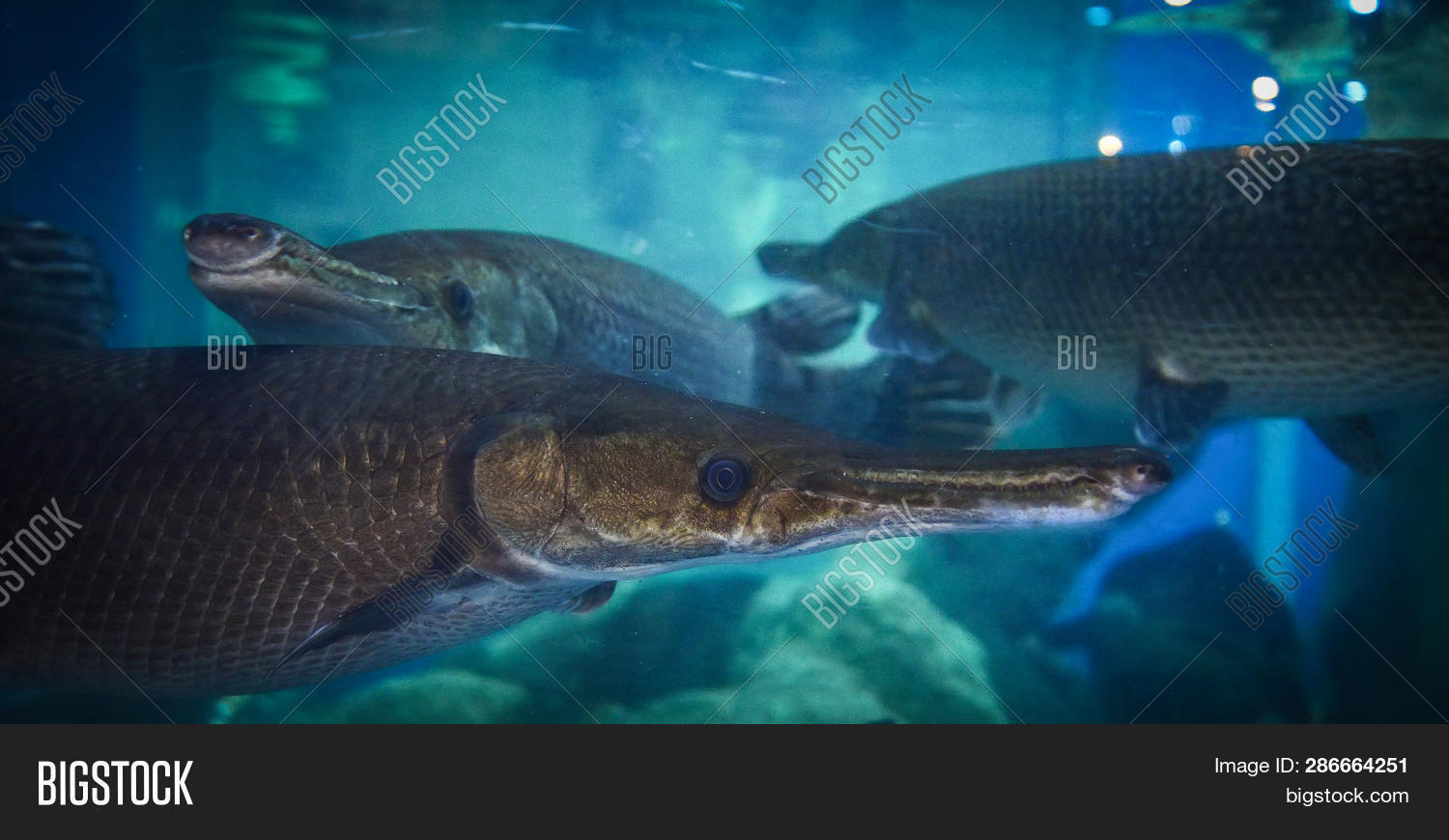 Alligator Gar Fish Image & Photo (Free Trial) | Bigstock
