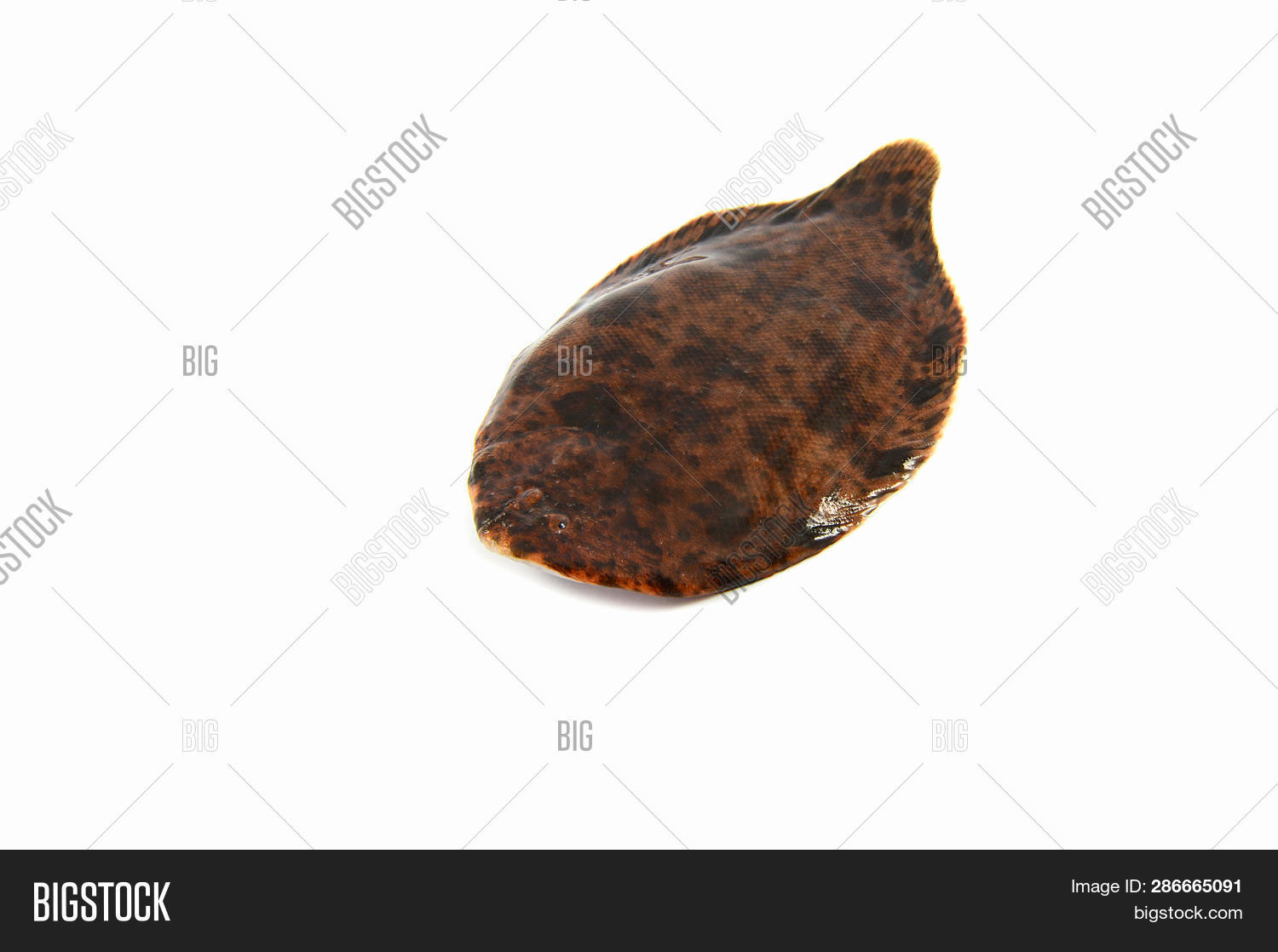 Fresh Sole River Fish Image & Photo (Free Trial) | Bigstock