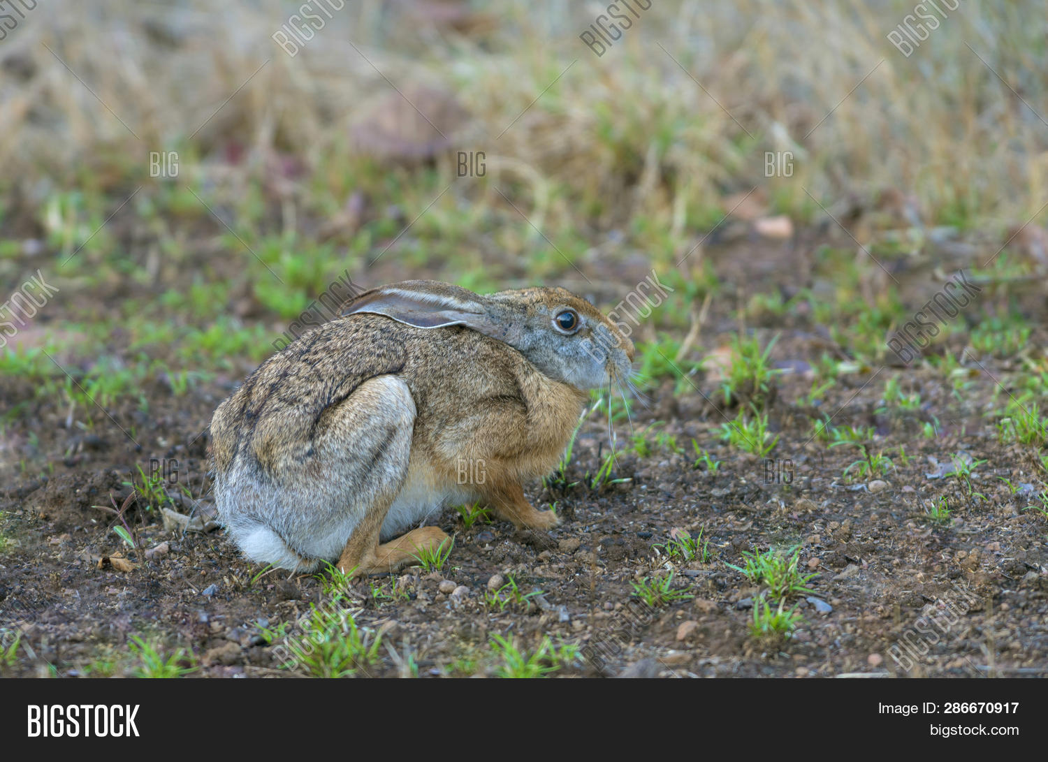 Black Naped Hare, Image & Photo (Free Trial) | Bigstock