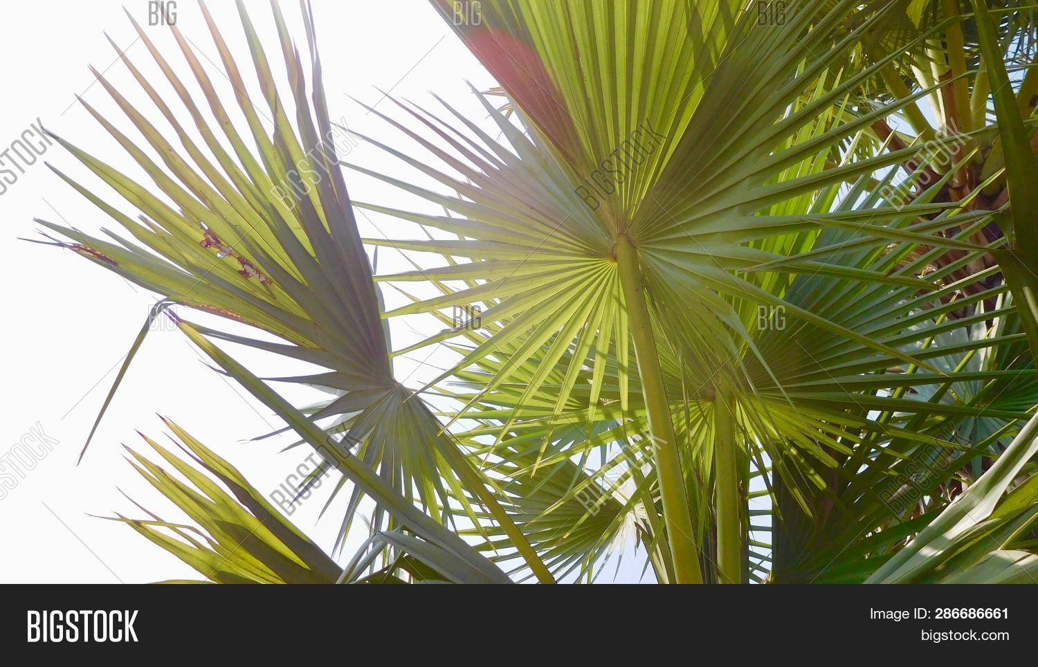 Toddy Palm Tree Bihar. Image & Photo (Free Trial) | Bigstock