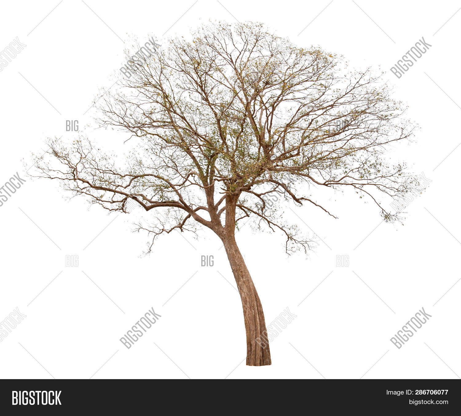 Single Old Big Dead Image & Photo (Free Trial) | Bigstock