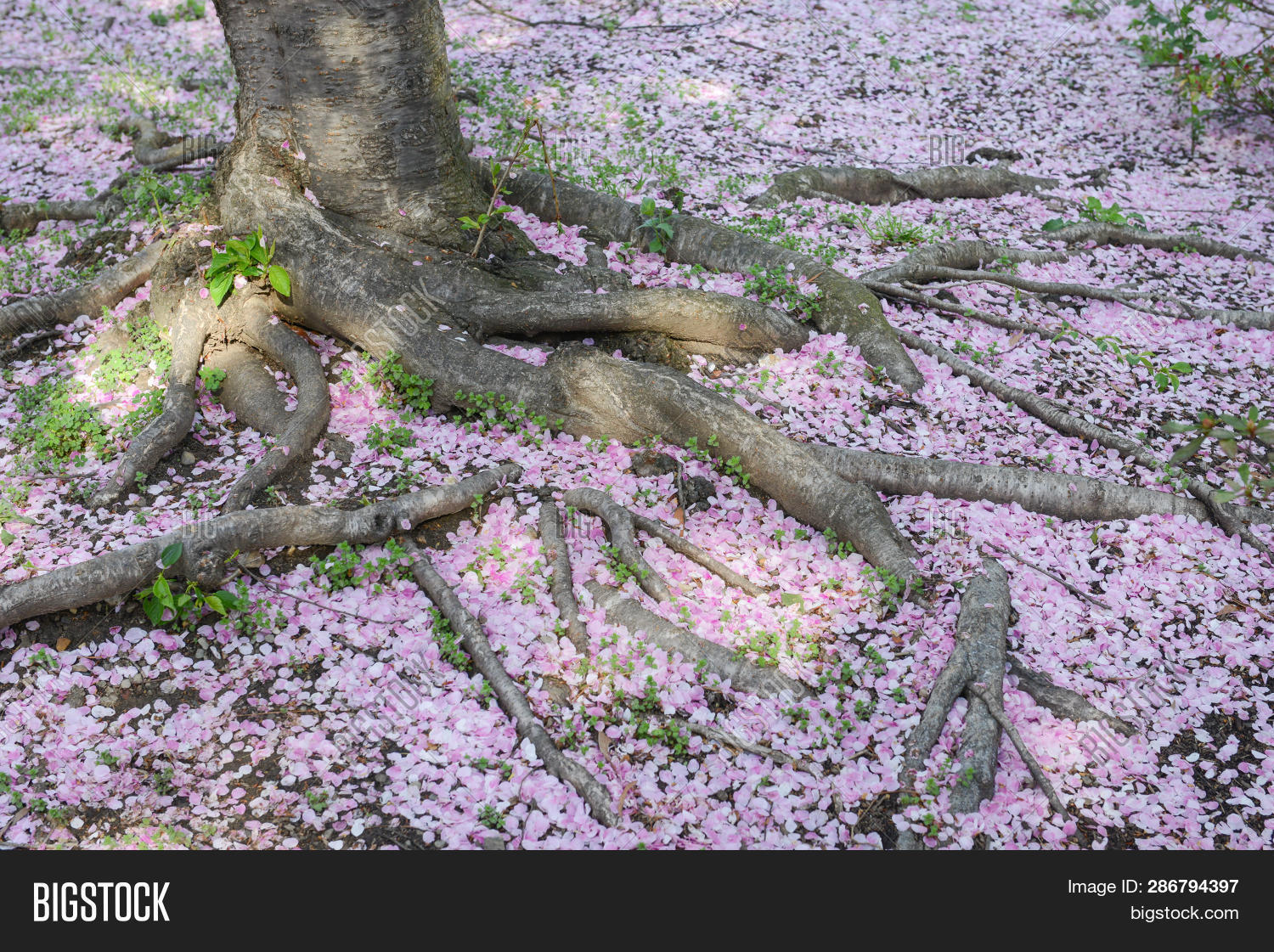 Cherry Tree Roots Image & Photo (Free Trial) | Bigstock