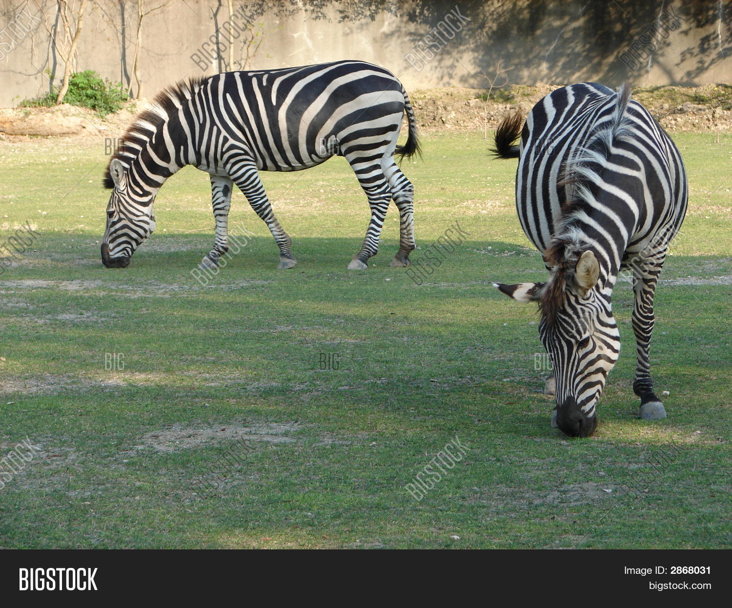 Zebra Stripes Image & Photo (Free Trial) | Bigstock