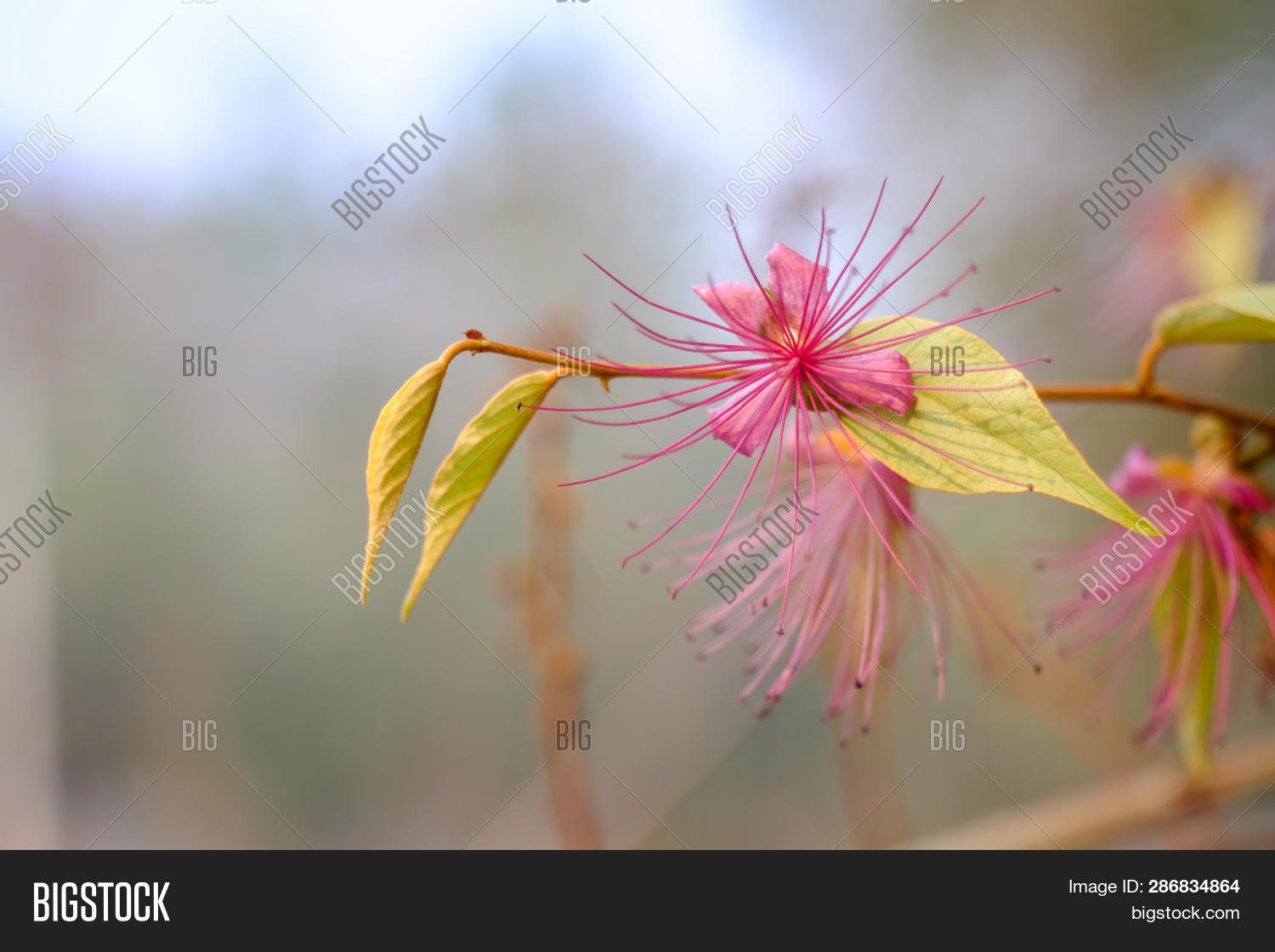 Capparis Micracantha Image & Photo (Free Trial) | Bigstock