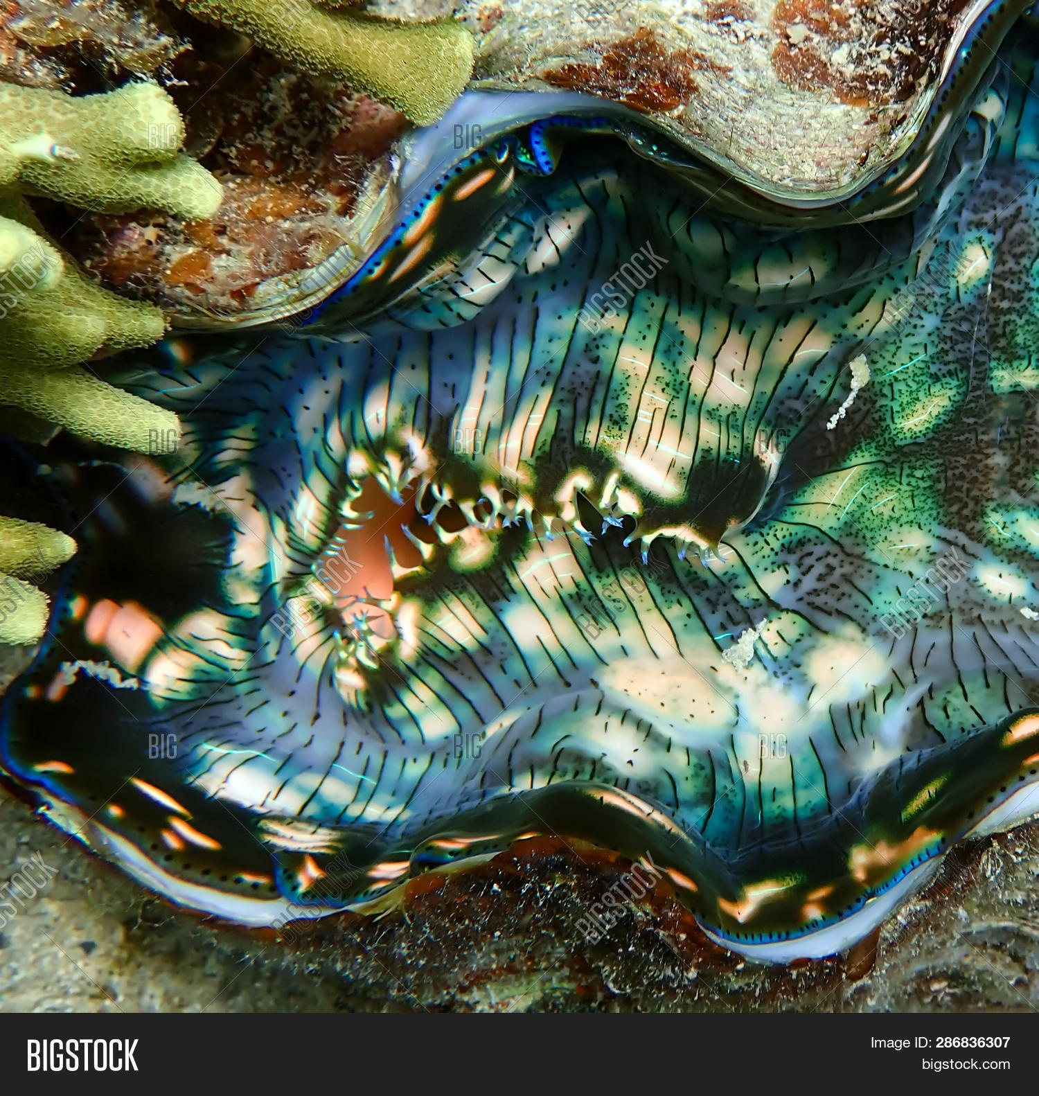 Close Detail On Design Image & Photo (Free Trial) | Bigstock
