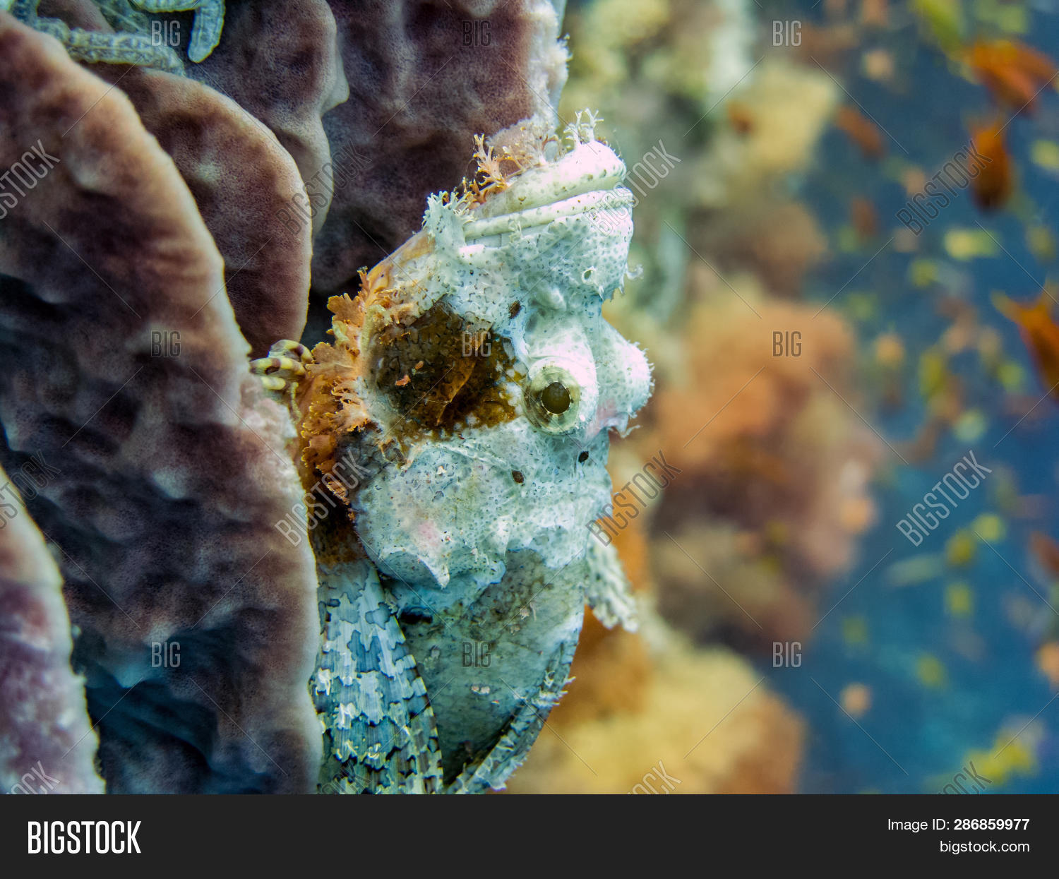 Scorpionfish Image & Photo (Free Trial) | Bigstock