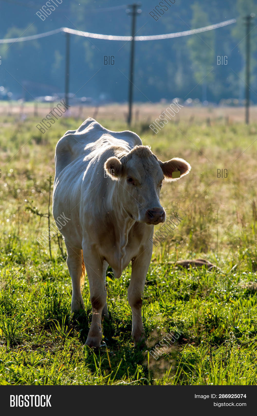 White Cow Pasture Image & Photo (Free Trial) | Bigstock