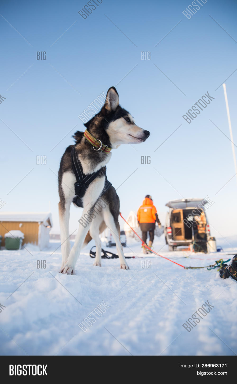 Alaskan Husky Sled Image & Photo (Free Trial) | Bigstock