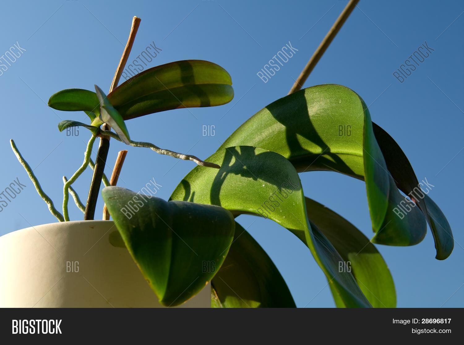 Keiki Phalaenopsis Image & Photo (Free Trial) | Bigstock