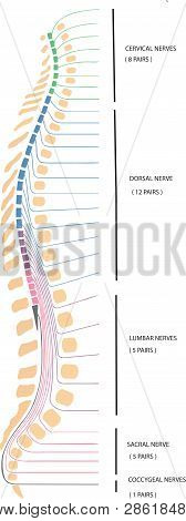 Dorsal Backbone Human Vector & Photo (Free Trial) | Bigstock