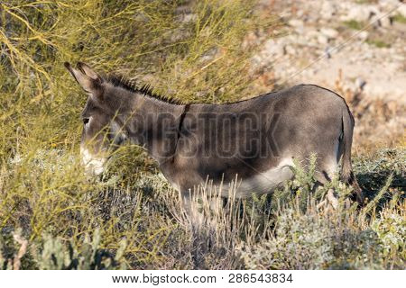 Cute Wild Burro Image & Photo (Free Trial) | Bigstock