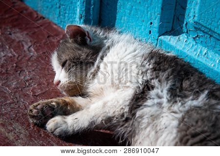 Stray Dirty Cat Image & Photo (Free Trial) | Bigstock