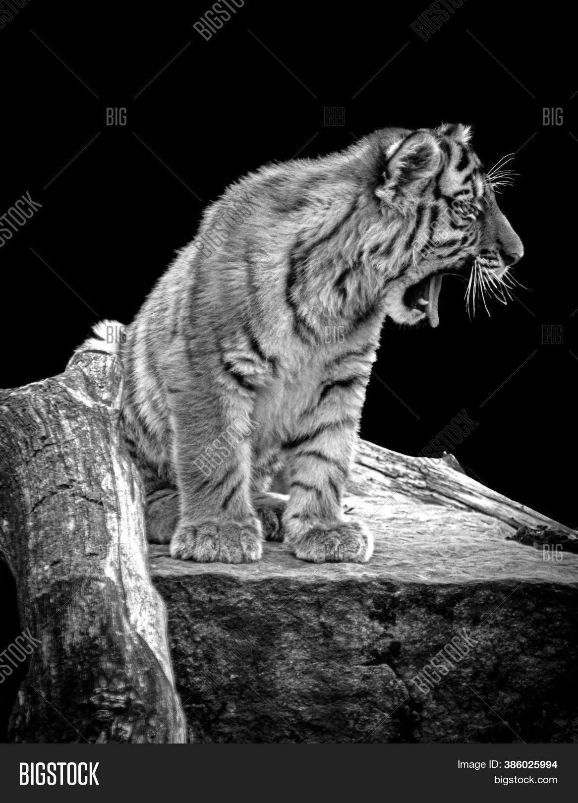 Tiger Cub Sitting On Image & Photo (Free Trial) | Bigstock