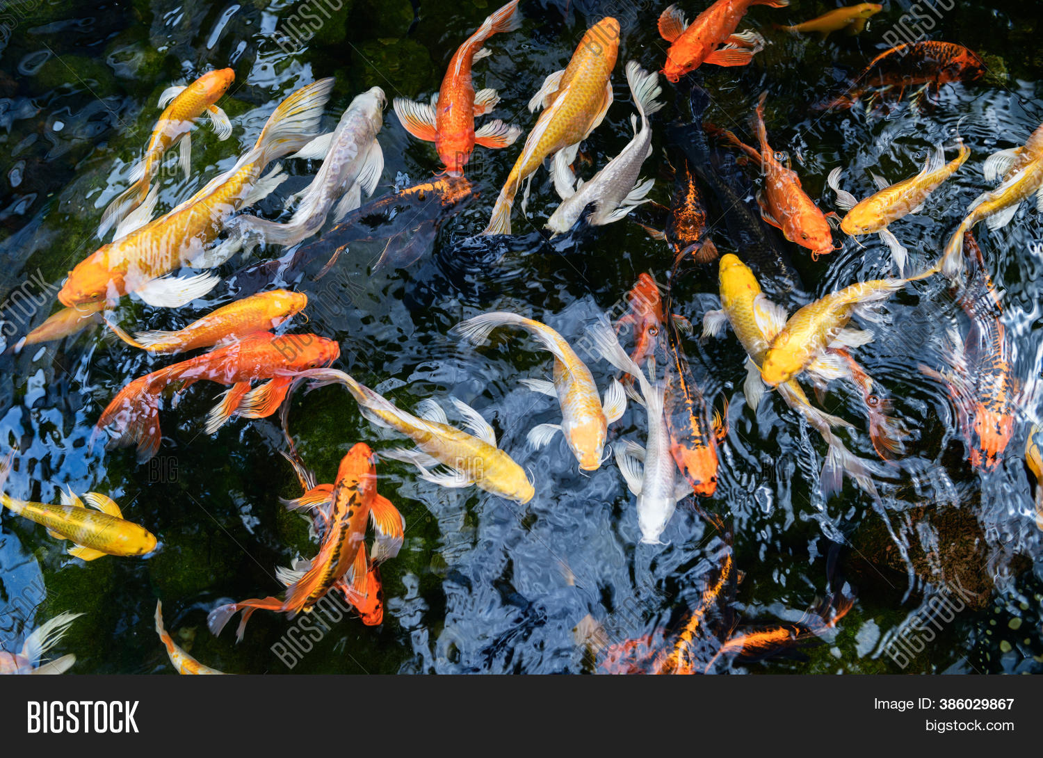 Beautiful Fancy Carp, Image & Photo (Free Trial) | Bigstock