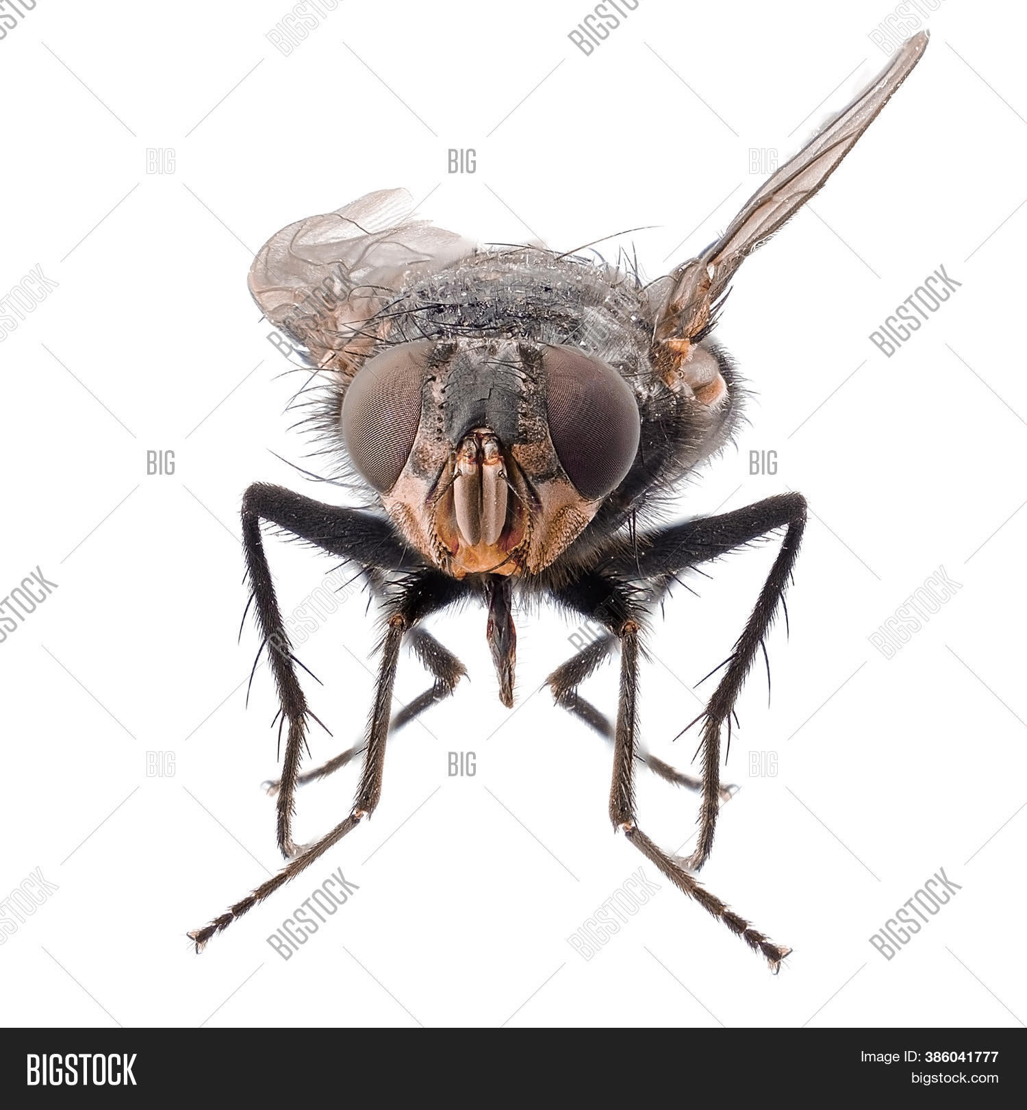 Insect Fly Front View Image & Photo (Free Trial) | Bigstock