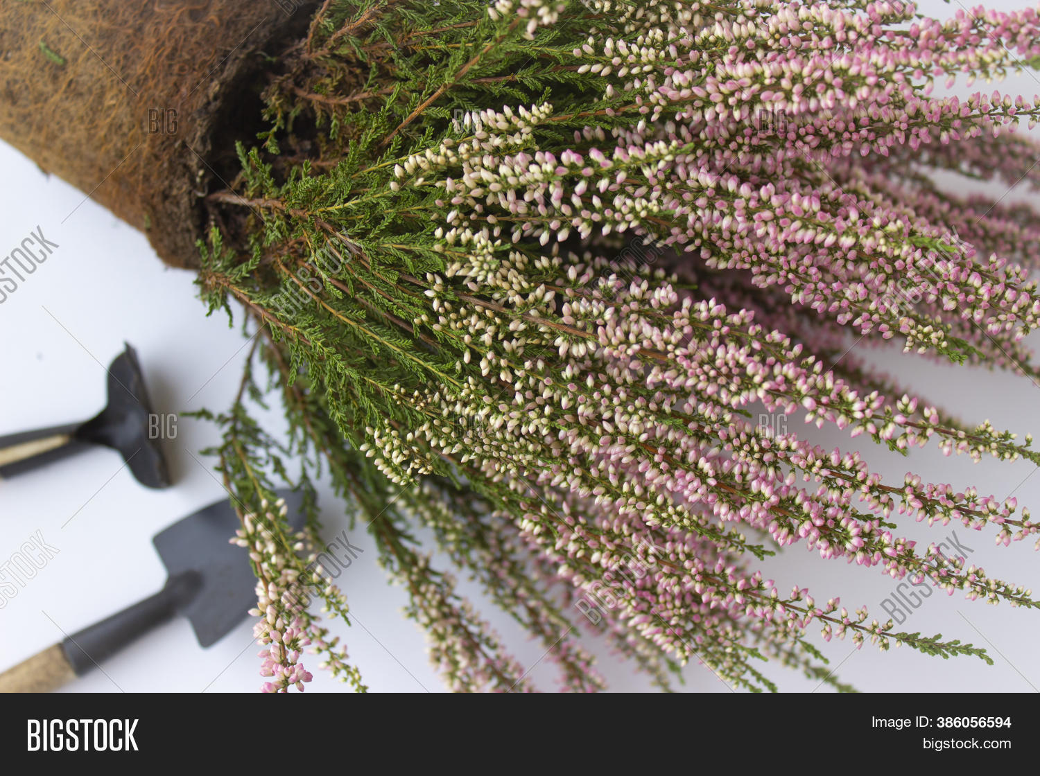 Heather Flower Pot Image & Photo (Free Trial) | Bigstock