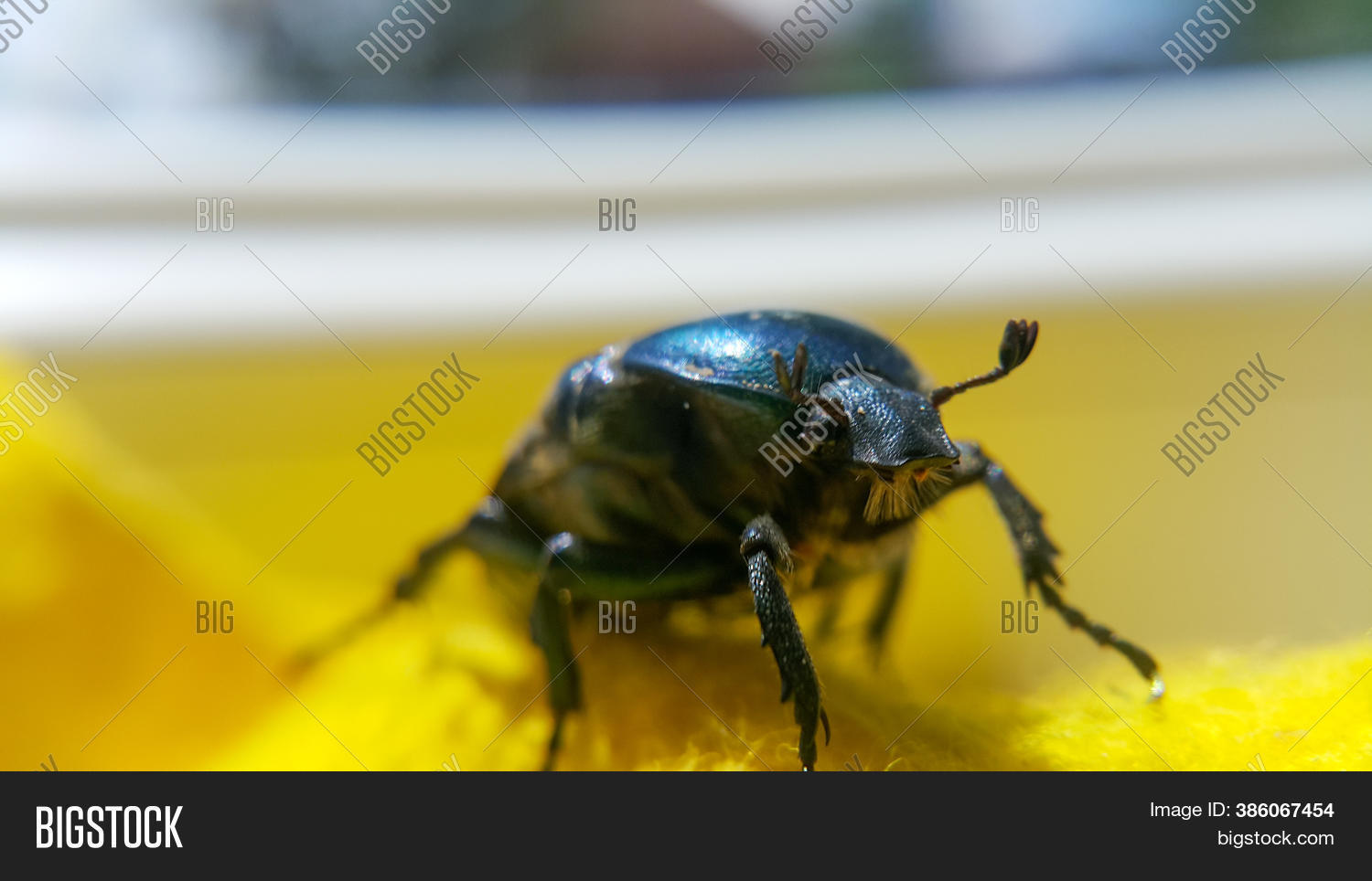 Green June Beetle. Image & Photo (Free Trial) | Bigstock