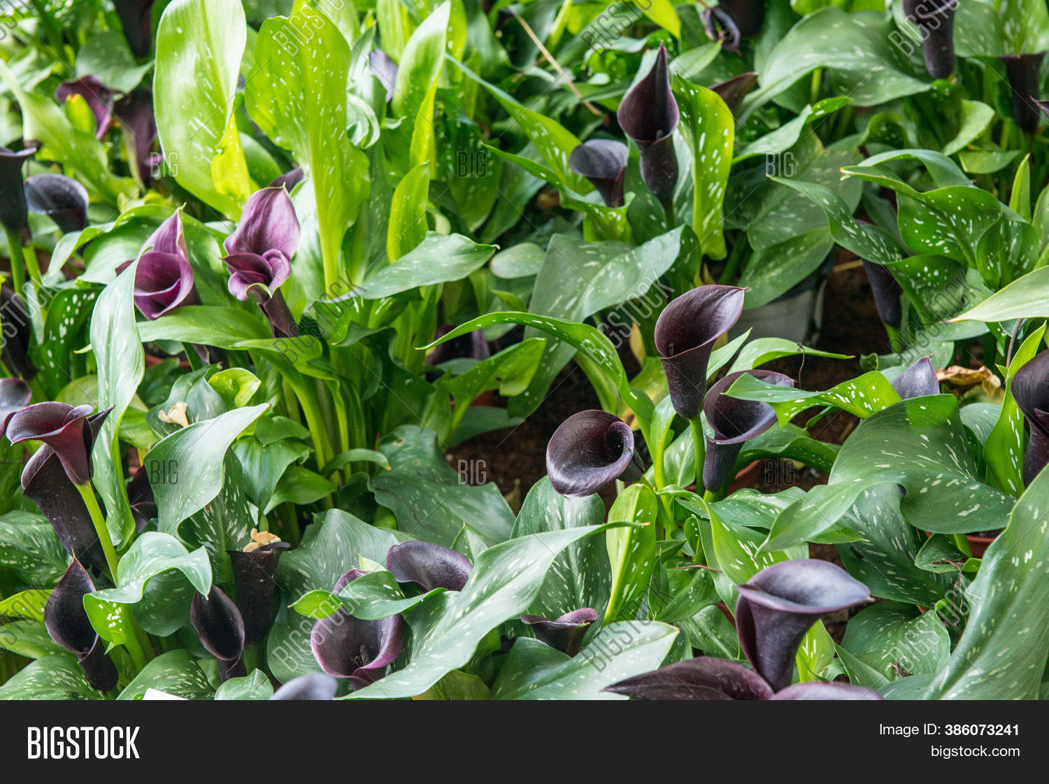 Black Calla Lilies Image & Photo (Free Trial) | Bigstock