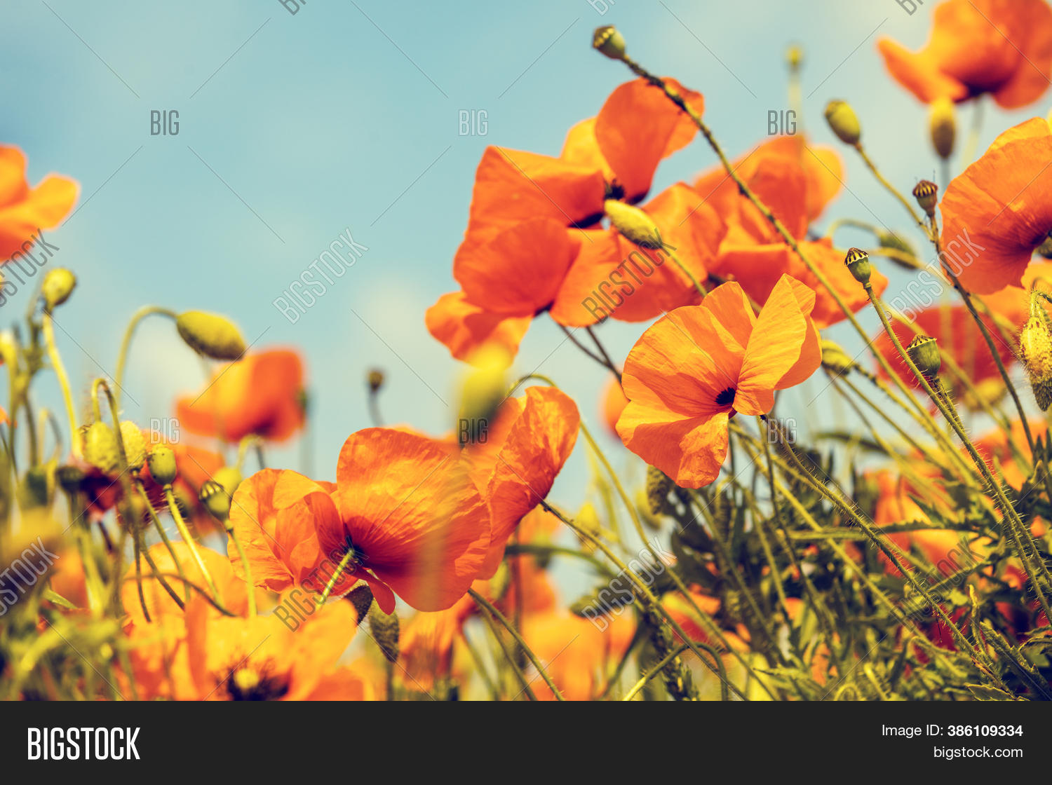 Blossoming Poppies Image & Photo (Free Trial) | Bigstock