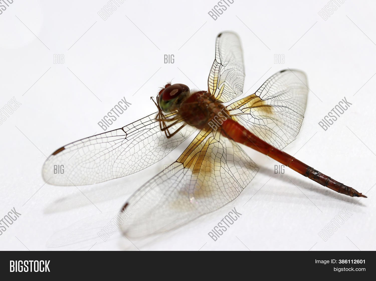 Dragonfly On White Image & Photo (Free Trial) | Bigstock