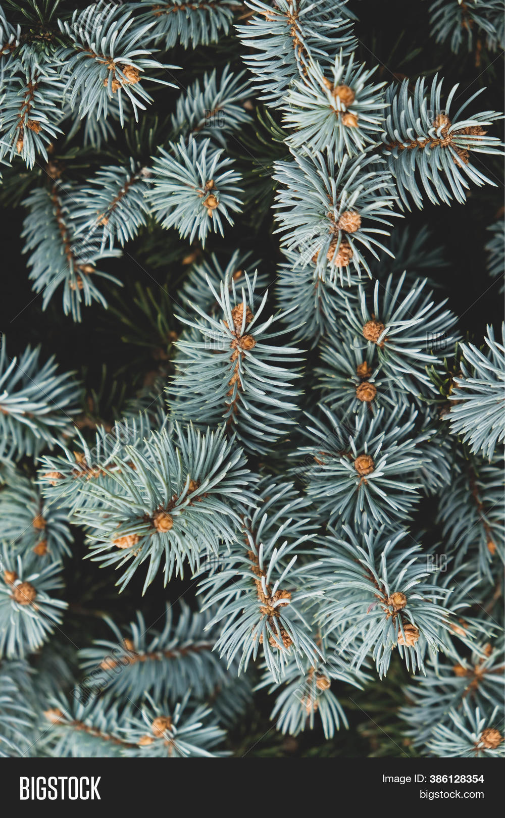 Fresh Fluffy Green Fir Image & Photo (Free Trial) | Bigstock