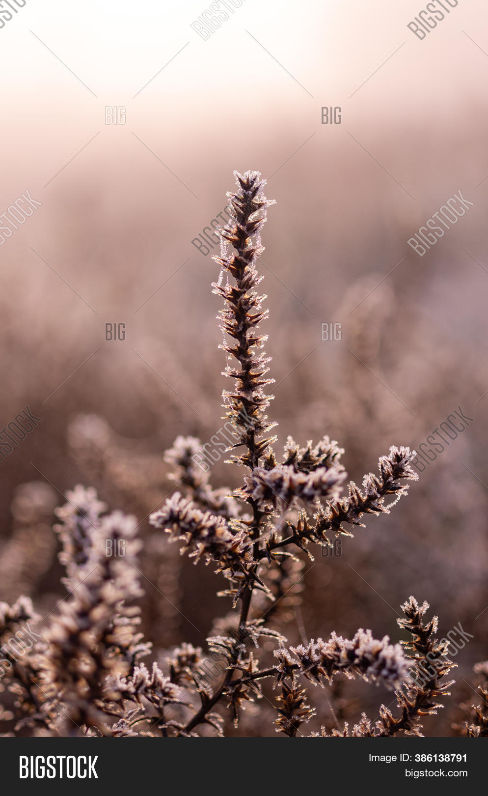 Needle Field Plant. Image & Photo (Free Trial) | Bigstock