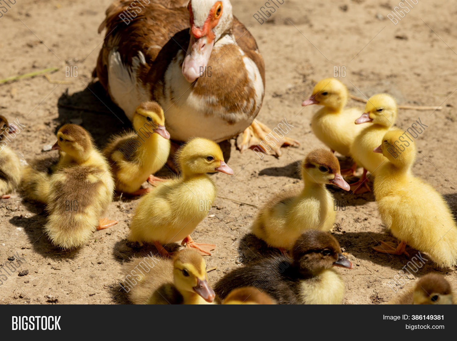 Mother Duck Her Image & Photo (Free Trial) | Bigstock