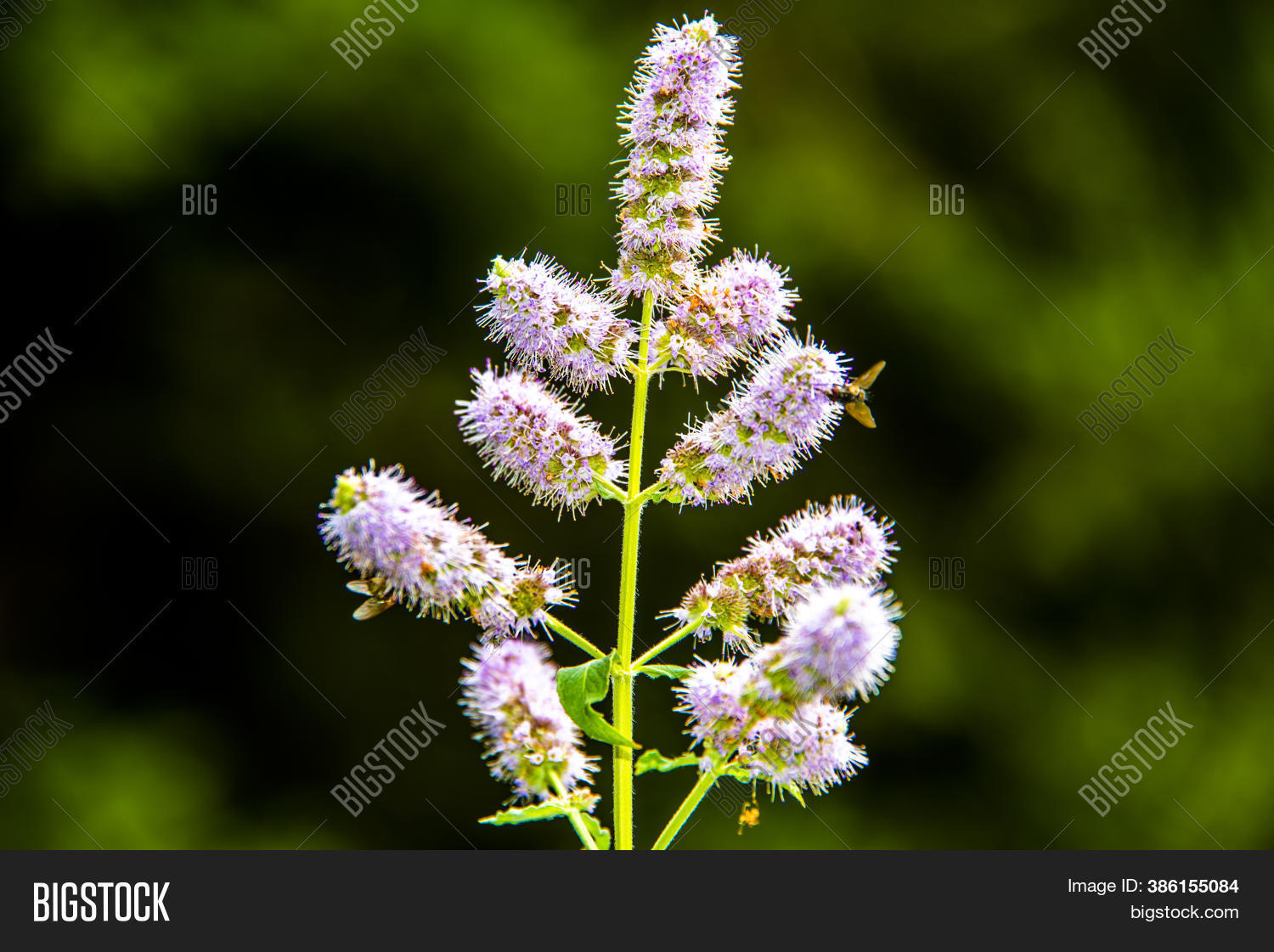 Close Mentha Image & Photo (Free Trial) | Bigstock
